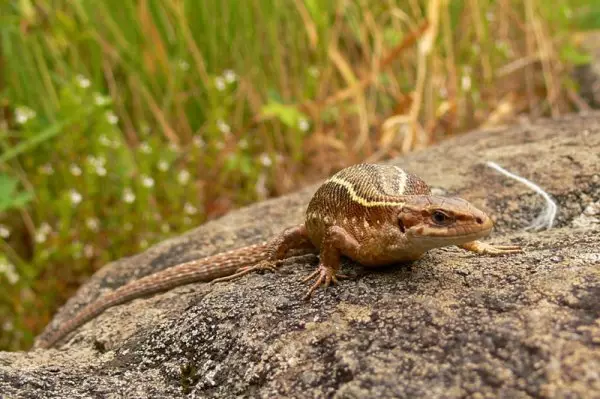 Foto №8 - Geckon Varana is nie slyp